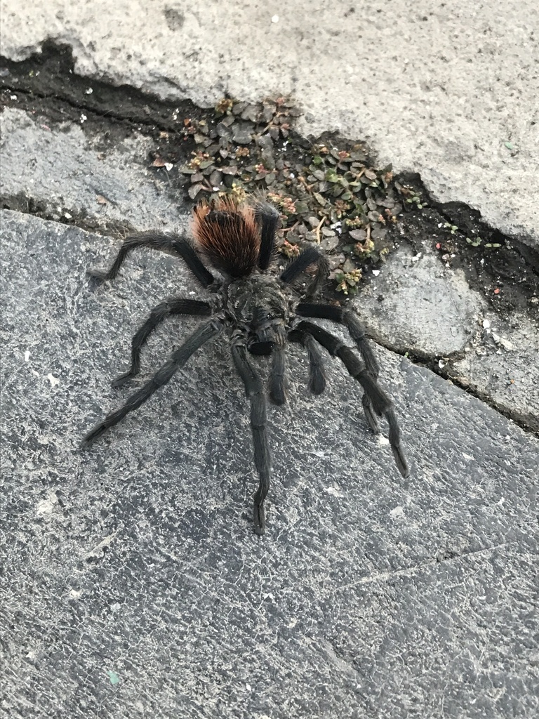 Pedregal Tarantula from Cerrada Ignacio Allende, Xochimilco, CDMX, MX ...