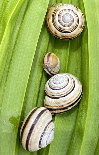 Mountain Banded Snail | Native Nature