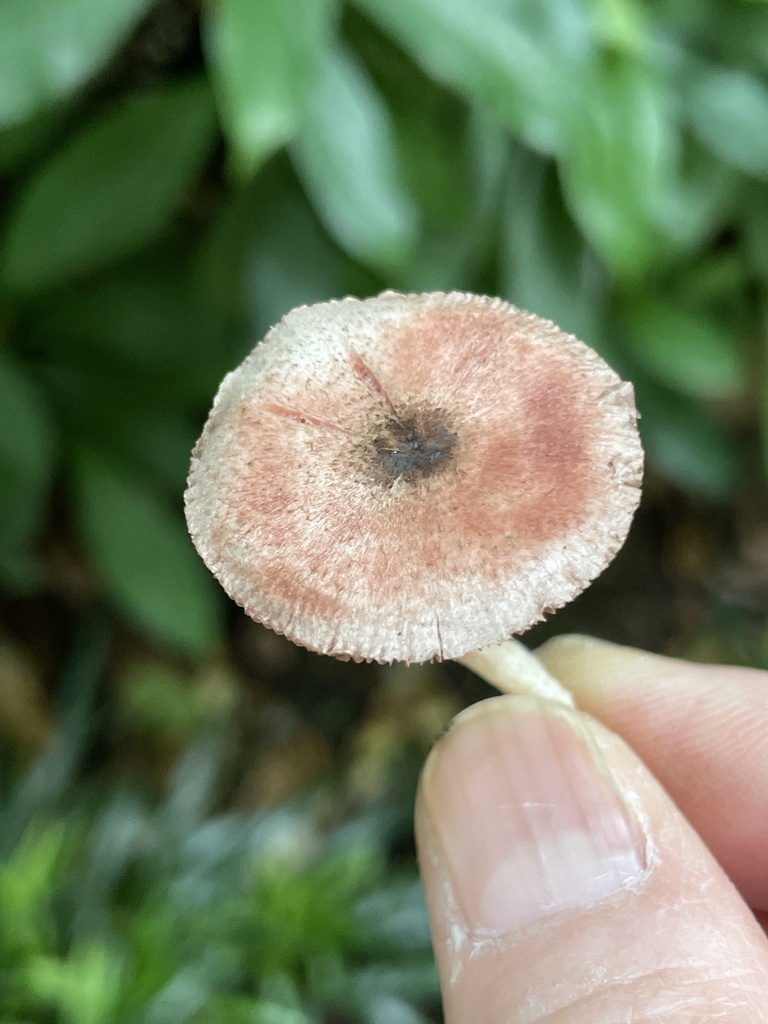 Micropsalliota from Taipei Botanical Garden, Zhongzheng District, TW on ...