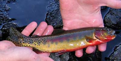 Golden Trout (Sequoia National Park: Fish) · iNaturalist