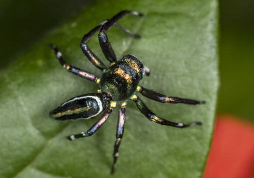 Cosmophasis umbratica · iNaturalist