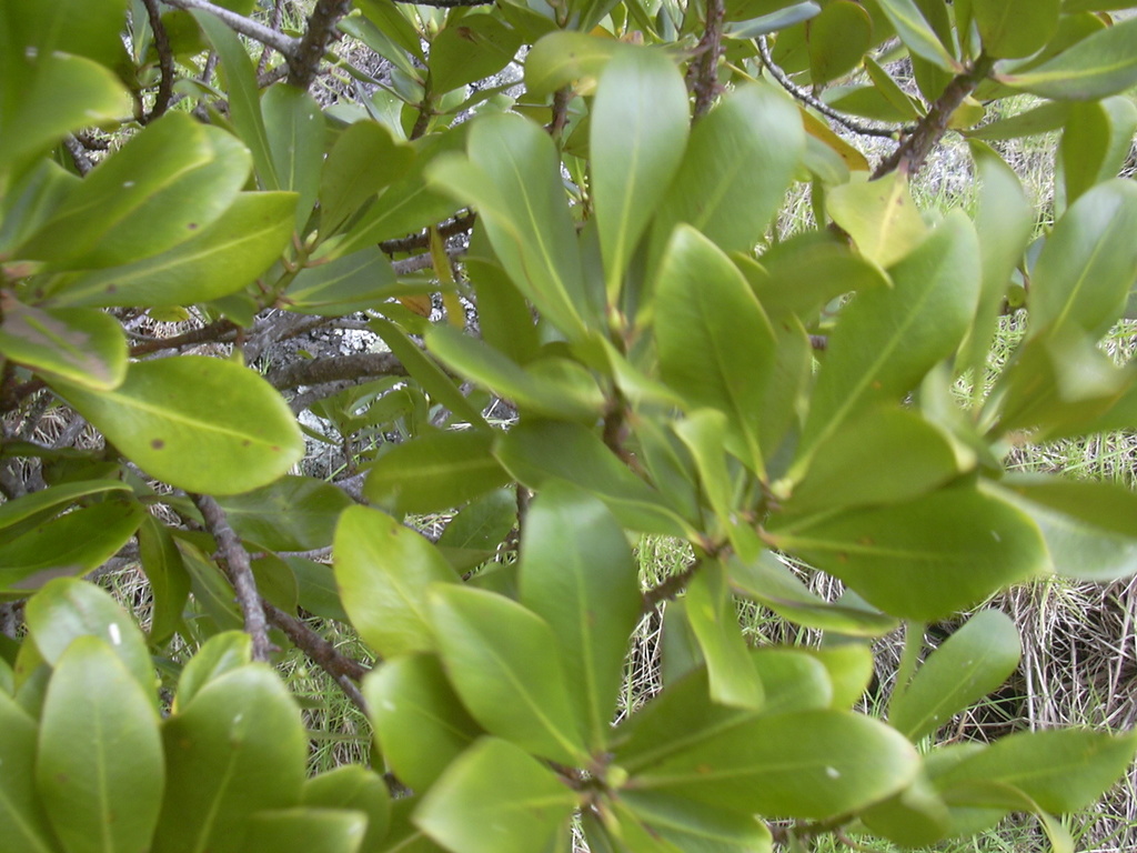 kōlea lau nui (Plants of Hawaii Volcanoes National Park) · iNaturalist