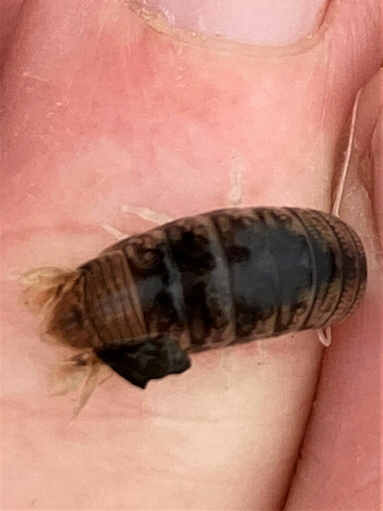 Harford's Isopod from Duxbury Reef, California, USA on May 22, 2023 at ...