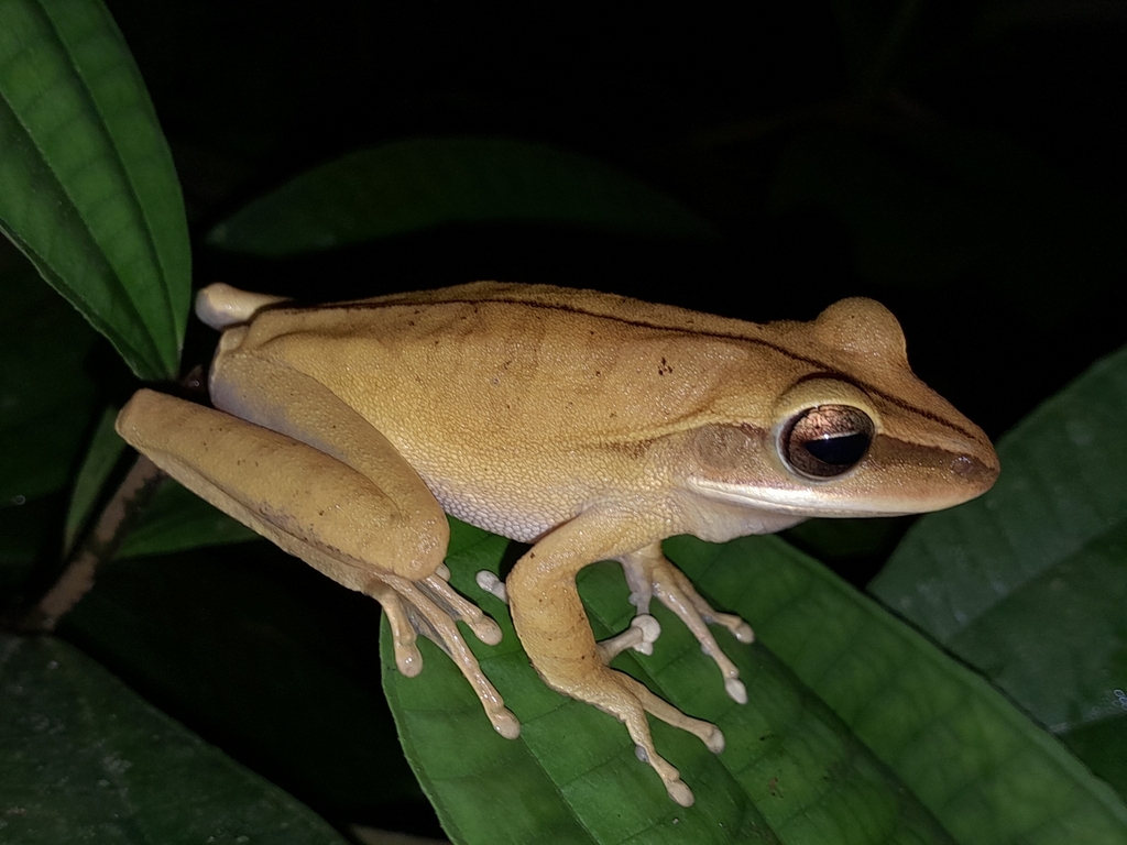 Basin Tree Frog from Museu da Amazônia - MUSA on May 20, 2023 at 06:20 ...