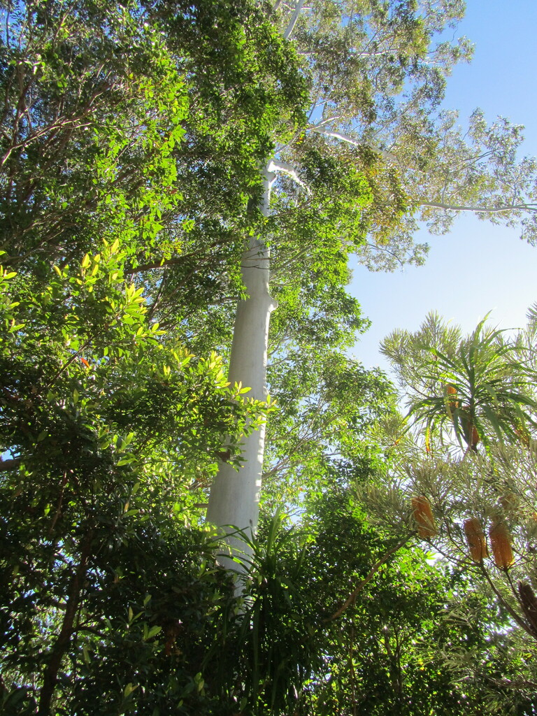 Flooded Gum from Smiths Lake NSW 2428, Australia on May 20, 2023 at 10:58 PM by Dr Pamela ...