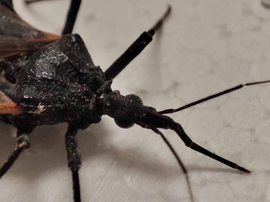 Triatoma gerstaeckeri from 66583 N.L., México on May 23, 2023 at 07:46 ...