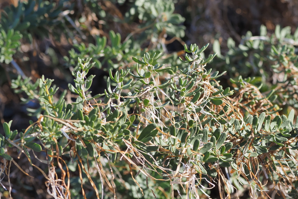 nitre bush from St Kilda SA 5110, Australia on May 22, 2023 at 01:44 PM ...