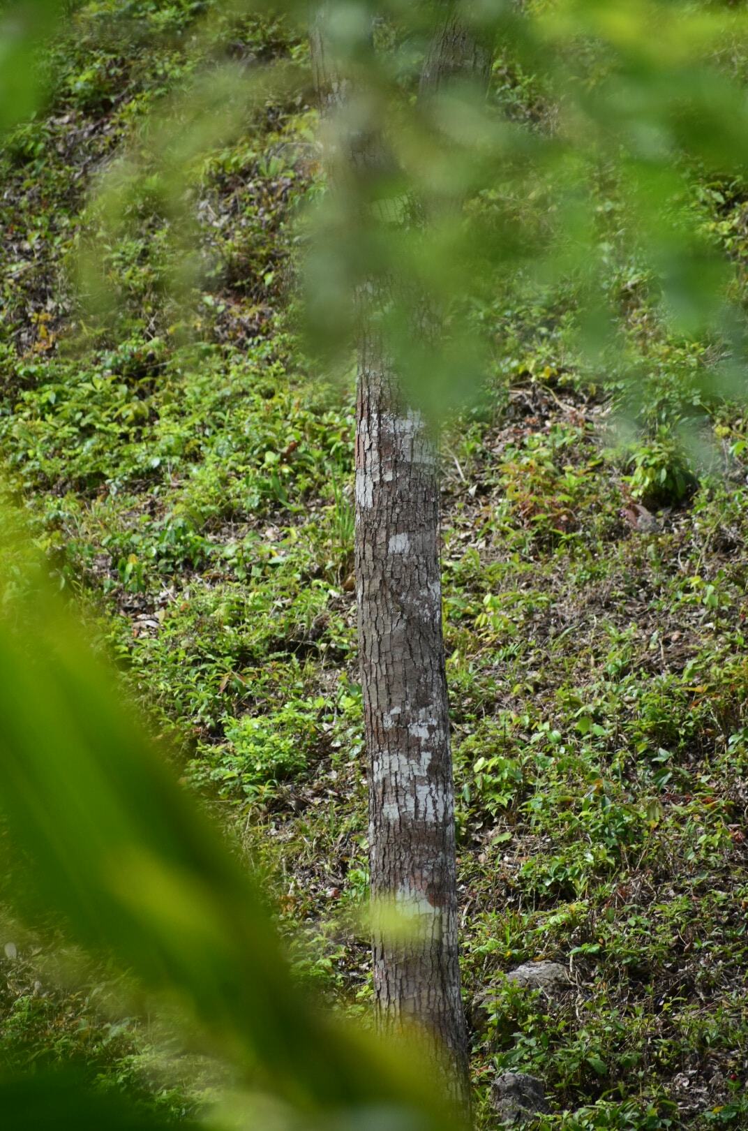 Swartzia cubensis (Britton & P.Wilson) Standl.