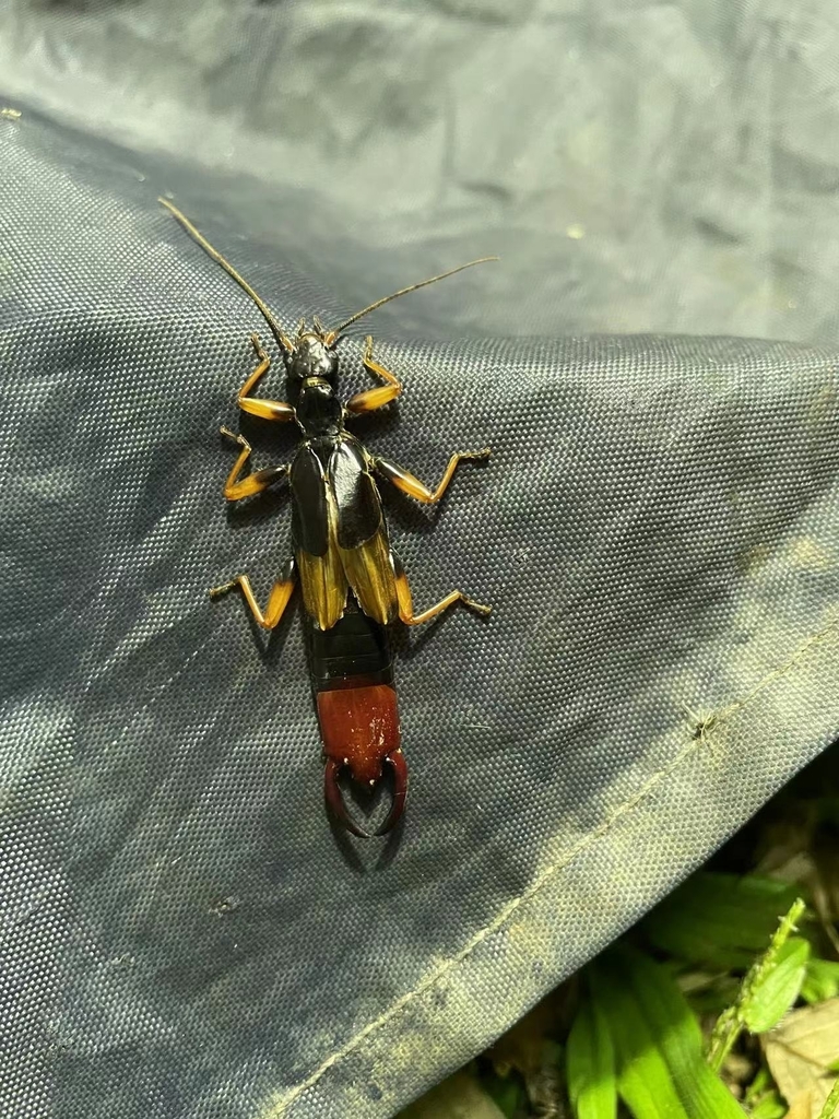 Apachyus feae in May 2023 by ideer · iNaturalist