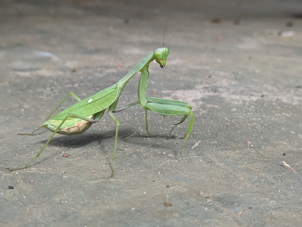 Common Green Mantis from Kitisi on May 23, 2023 at 02:15 PM by BenJee ...