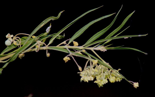 African Milkweed (Flowering plants of Botswana) · iNaturalist