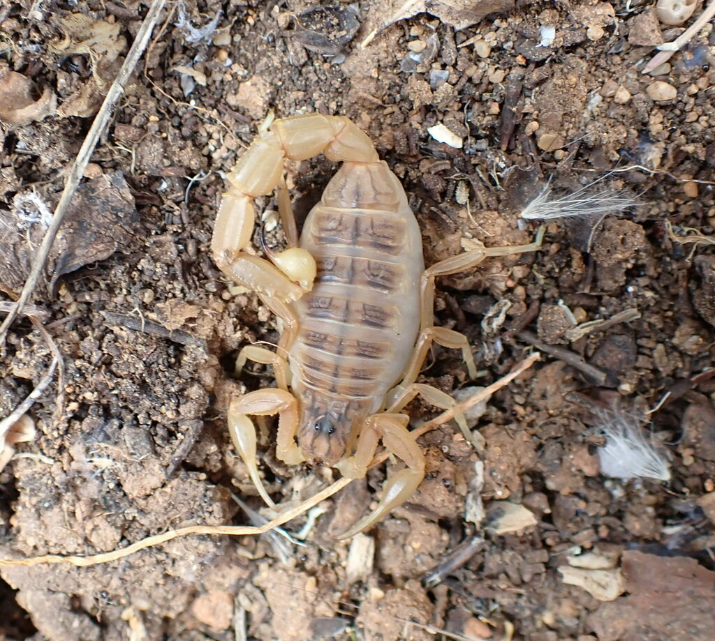 Buthus gabani from Portimão, 8500, Portugal on May 23, 2023 at 02:45 PM ...