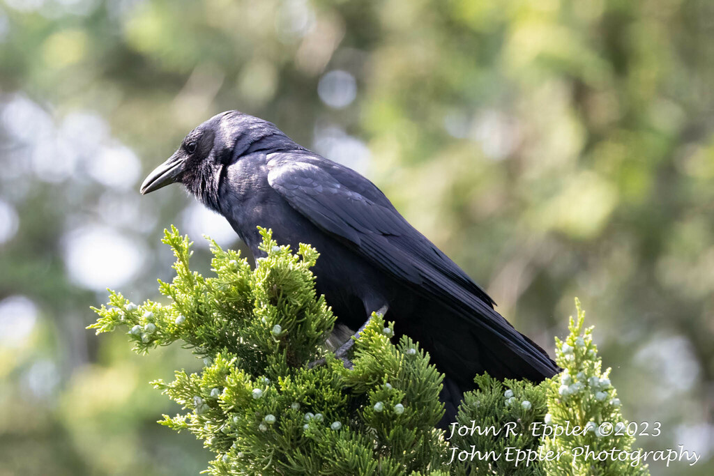 American Crow from Clarke County, VA, USA on May 22, 2023 at 08:33 AM ...
