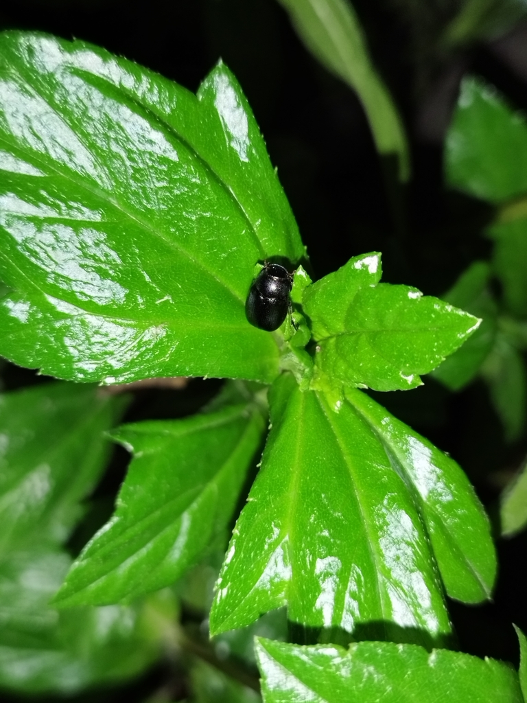 Apogonia from 711, Taiwan, 台南市歸仁區大潭里 on May 23, 2023 by Hobart WQH ...