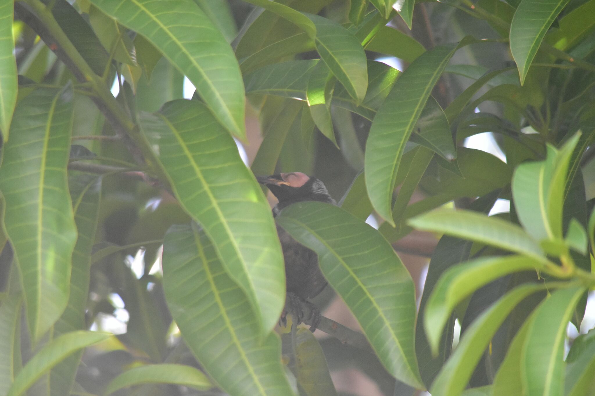 Sarcops calvus (Linnaeus, 1766)