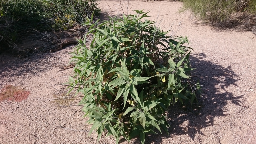 Big Bursage (Plants of the New River wash west of Anthem, AZ) · iNaturalist