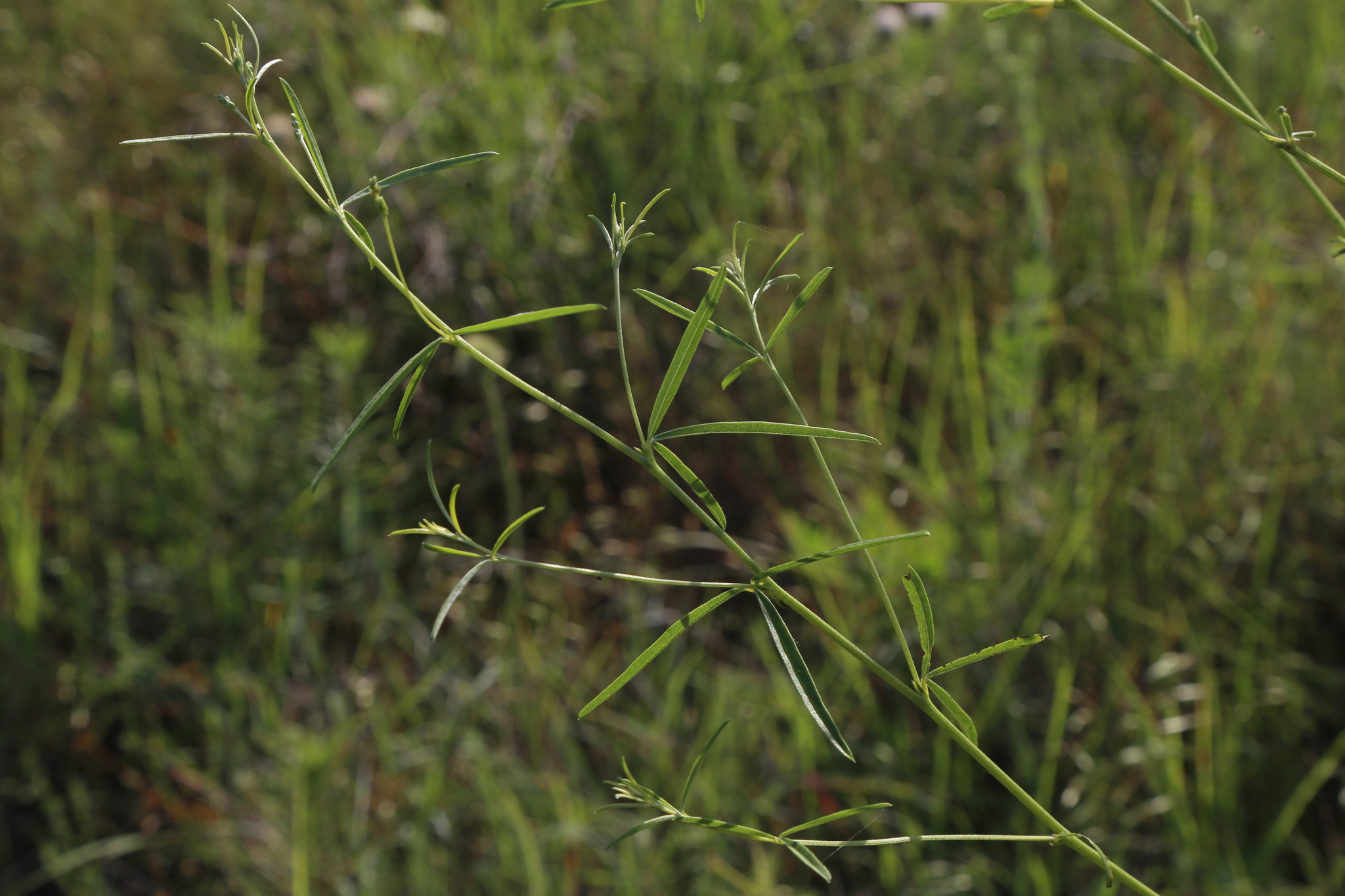 Pediomelum linearifolium (Torr. & A.Gray) J.W.Grimes