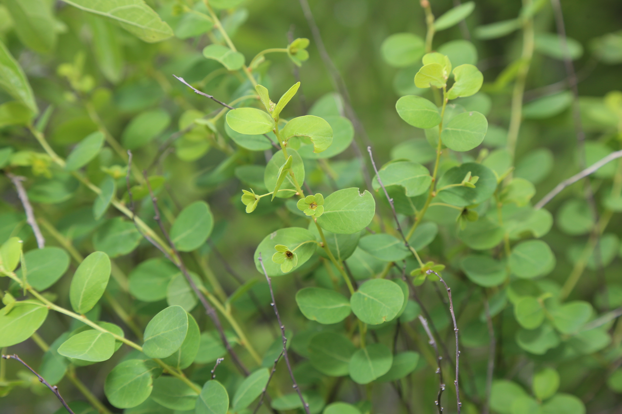 Phyllanthopsis phyllanthoides (Nutt.) Voronts. & Petra Hoffm.