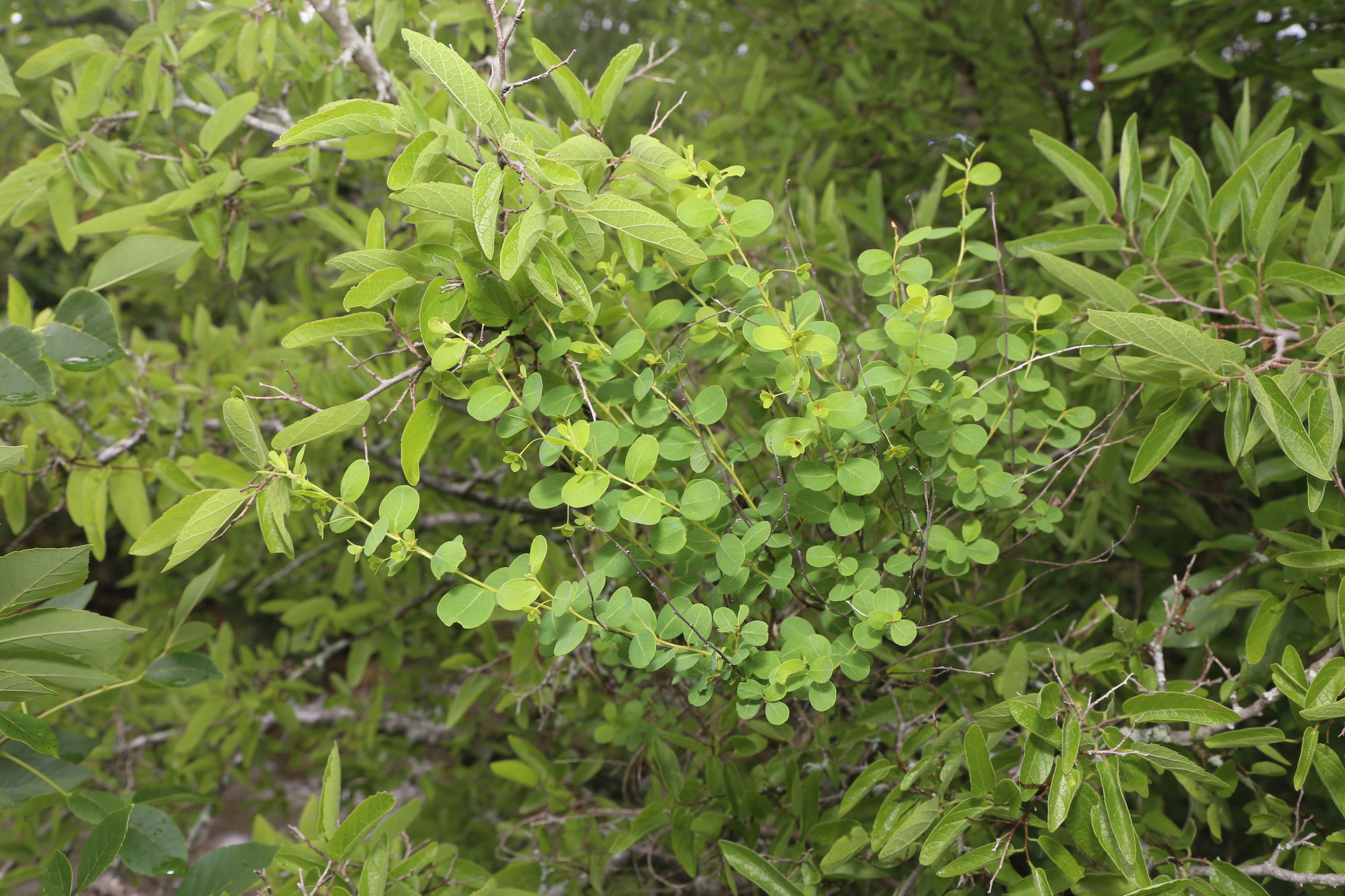 Phyllanthopsis phyllanthoides (Nutt.) Voronts. & Petra Hoffm.