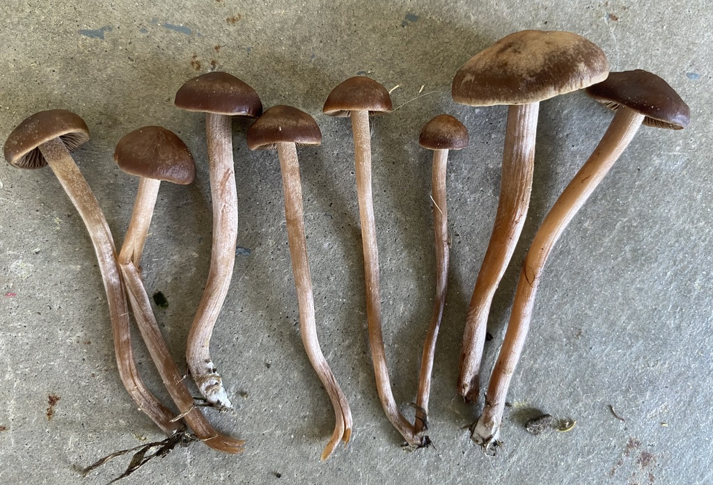 Banded Mottlegill from W Forsythia Dr, Boise, ID, US on May 22, 2023 at ...