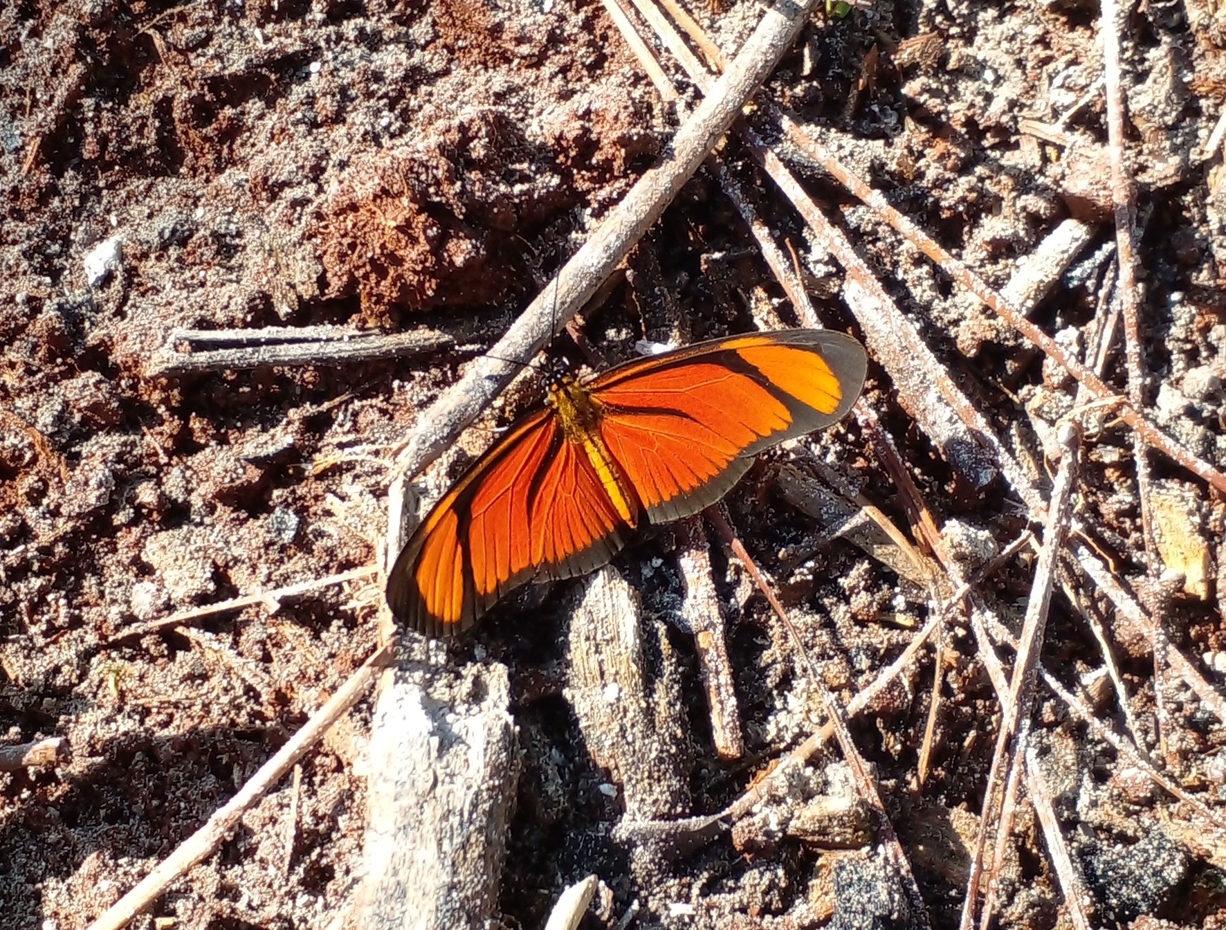 Eueides aliphera (Godart, 1819)