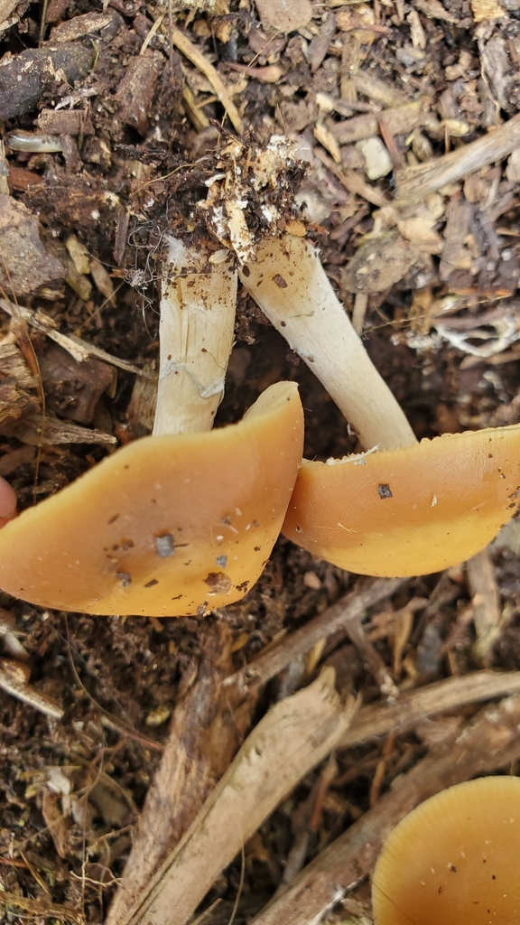 Psychedelic Ovoid Mushroom in May 2023 by Brian Keller. Found in this ...