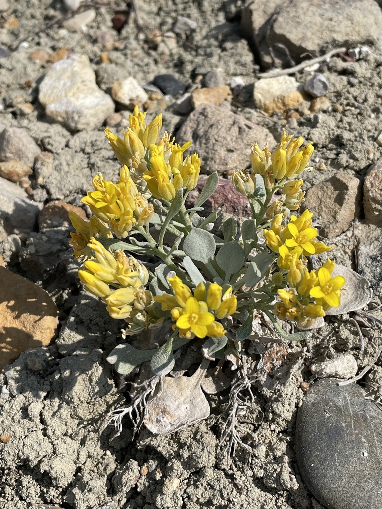 bladderpods from Radio Tower Rd, Glade Park, CO, US on May 20, 2023 at ...