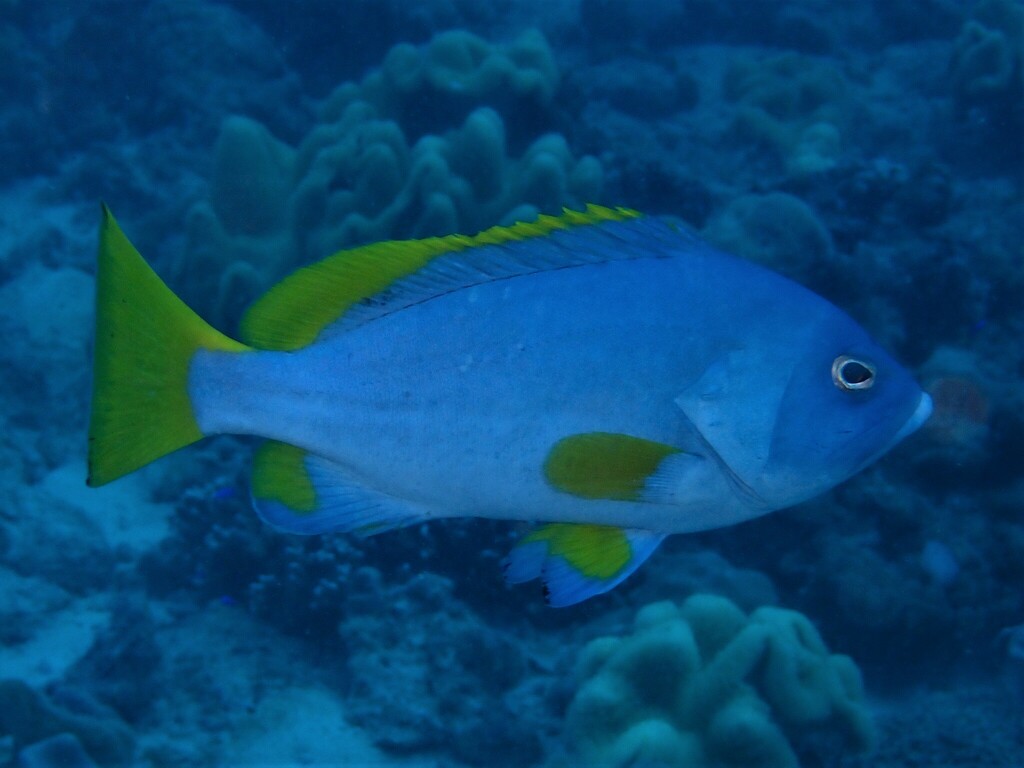 Blue-and-yellow Grouper from Bel Ombre, Seychelles on May 23, 2023 at ...