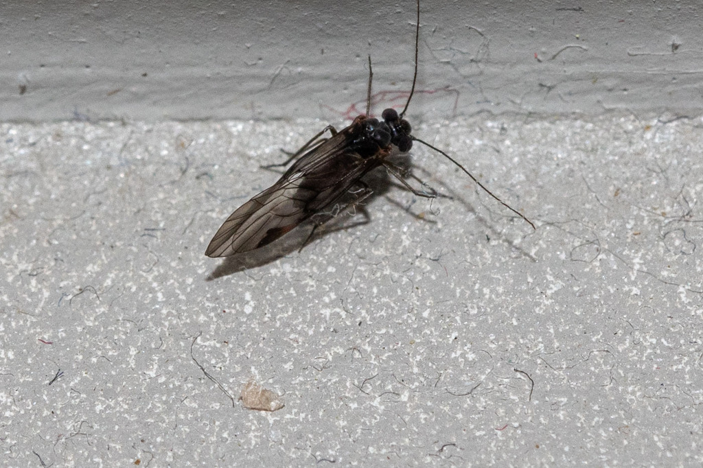 Amphigerontia montivaga from Rabun County, GA, USA on May 9, 2023 at 09 ...