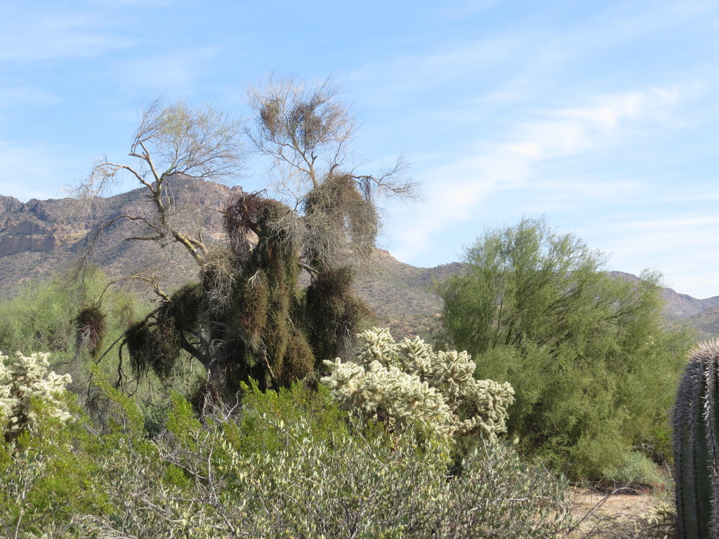Mesquite Mistletoe from Maricopa County, AZ, USA on November 17, 2018 ...