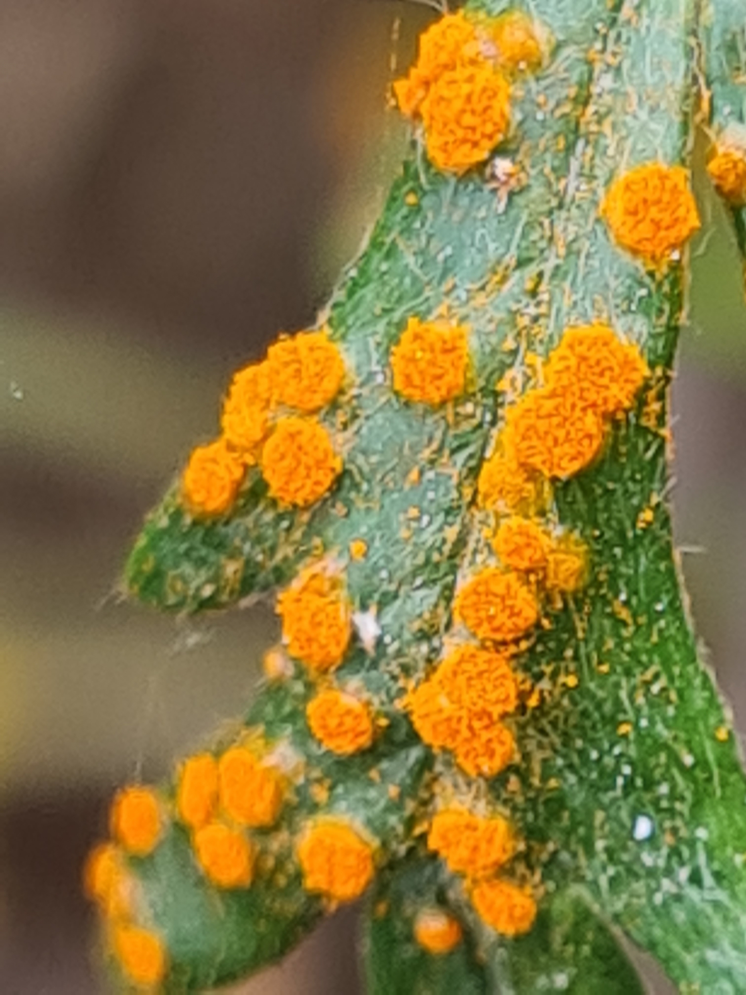 Phragmidium potentillae (Pers.) P.Karst.