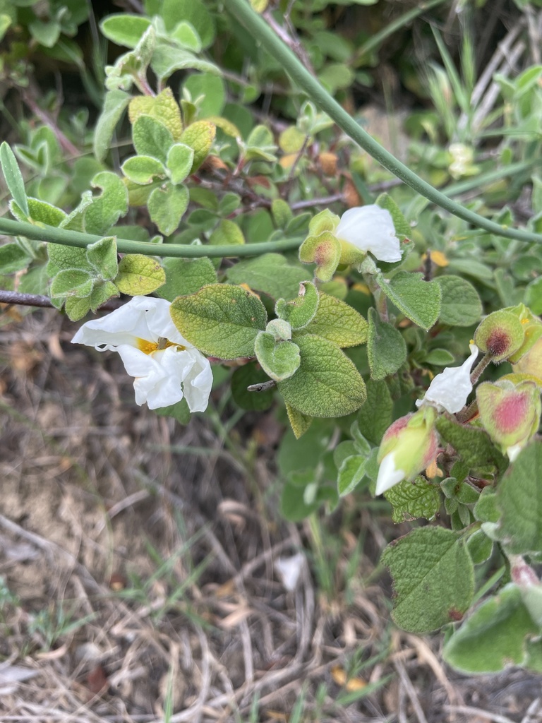 Sage-leaved Rock-rose from Bogliasco, Liguria, IT on May 23, 2023 at 05 ...