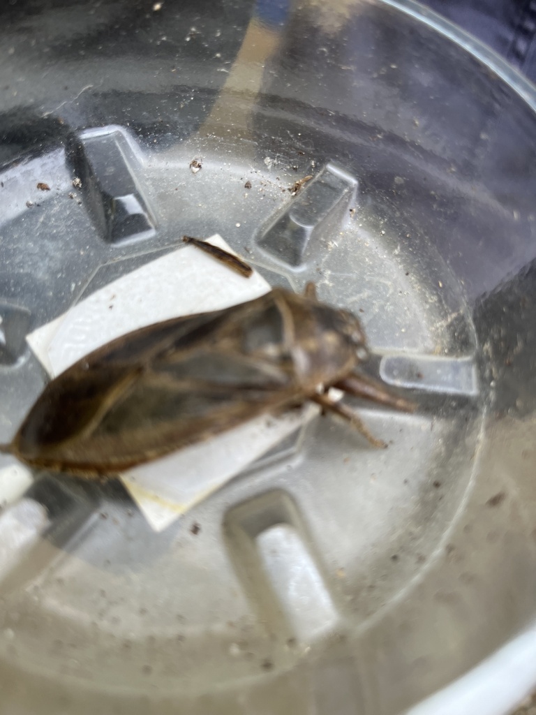 American Giant Water Bug from Moose Ridge Crossing, Boothbay, ME, US on ...
