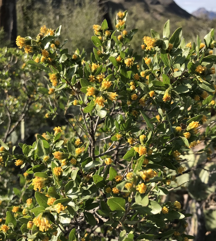 hoja sen (Plantas vasculares de la Reserva de la Biósfera Mapimí ...