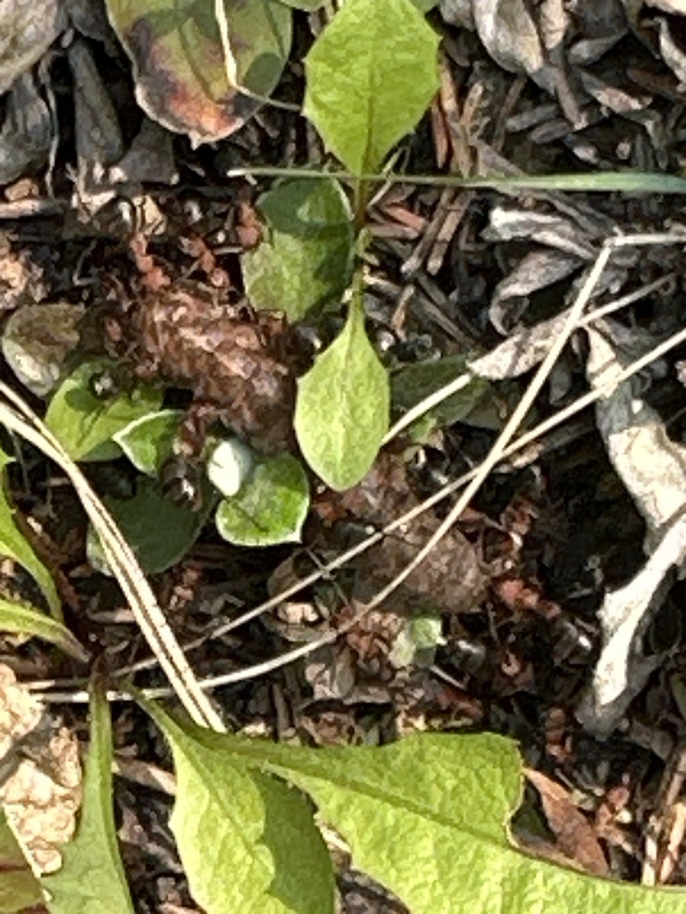 dandelions from Clanwilliam-Erickson, MB, CA on May 22, 2023 at 01:19 ...