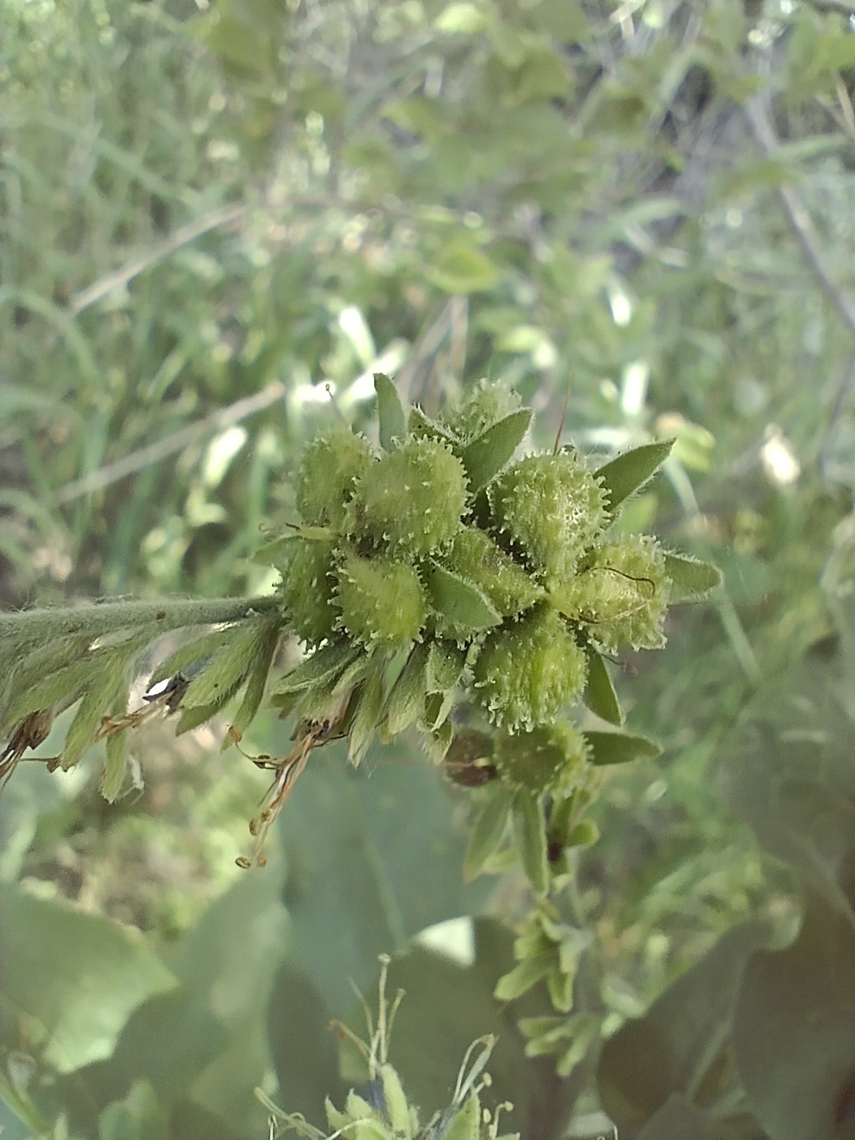 Solenanthus circinnatus Ledeb.