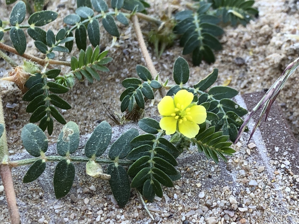 puncture vine (Plants of Lake Arrowhead State Park, TX) · iNaturalist