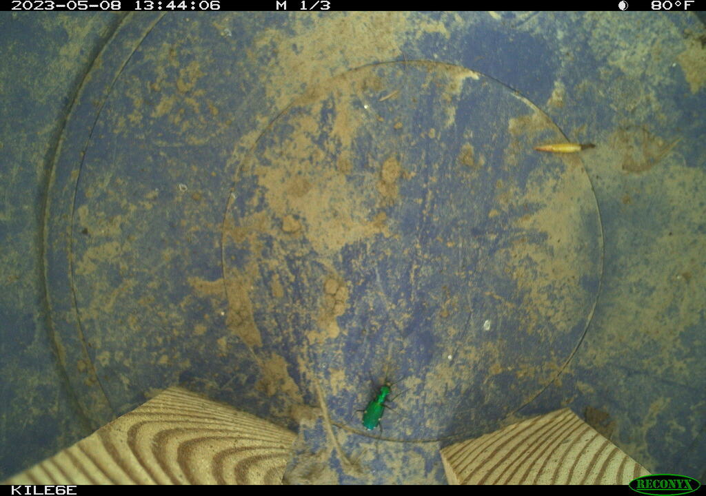 Six-spotted Tiger Beetle in May 2023 by eriemetroparks. Erie MetroParks ...