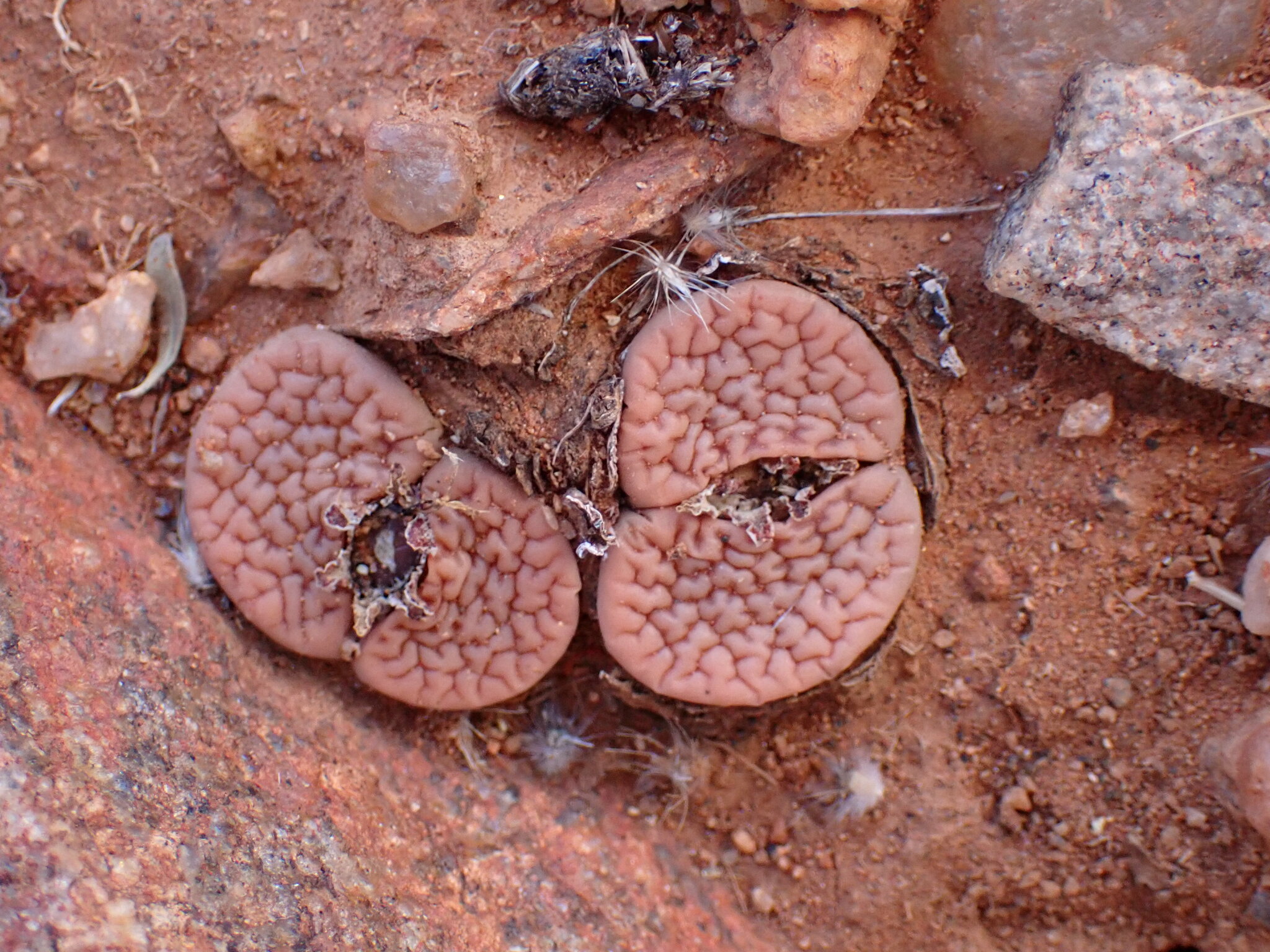 Lithops N.E.Br.