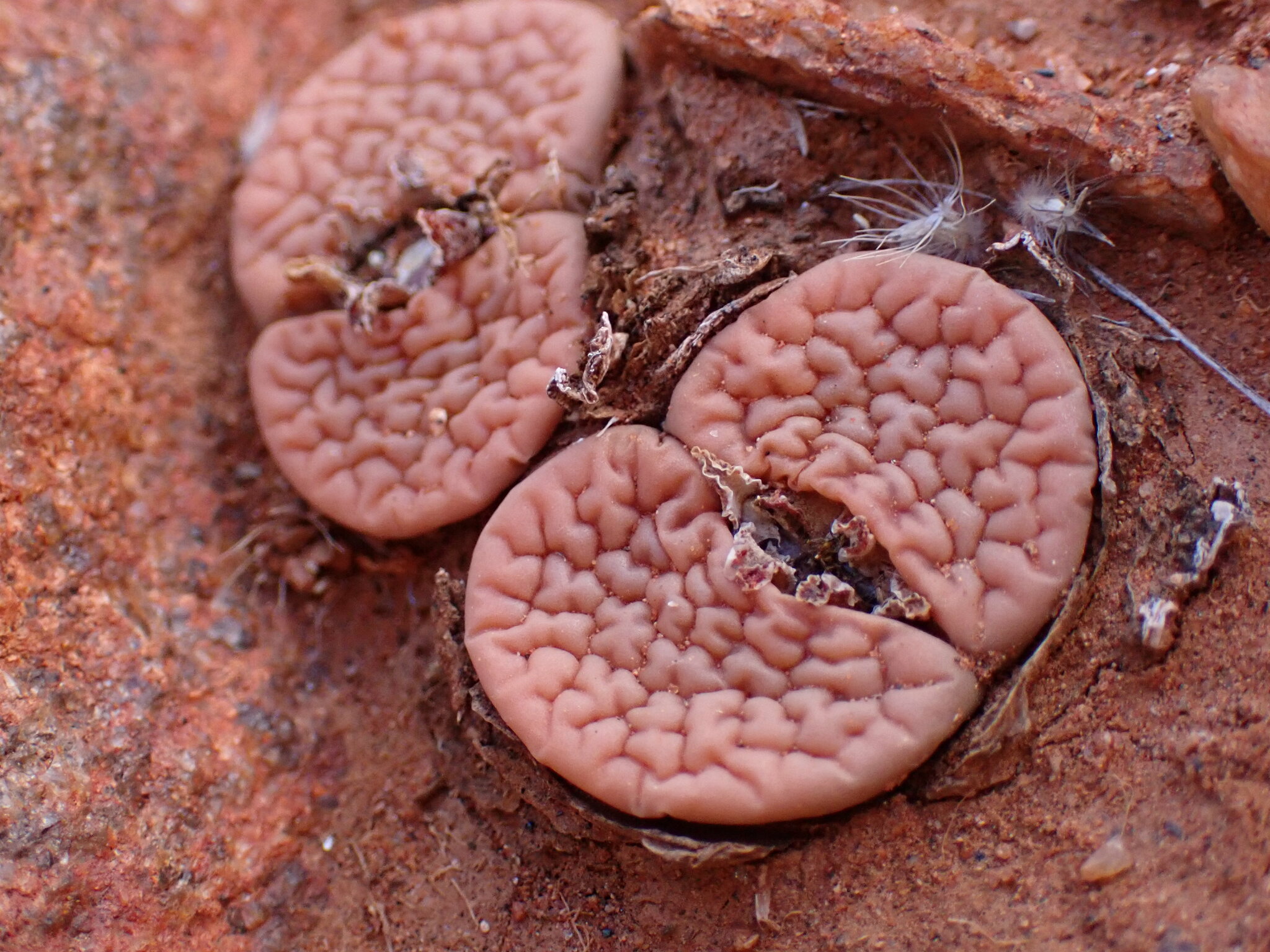 Lithops N.E.Br.