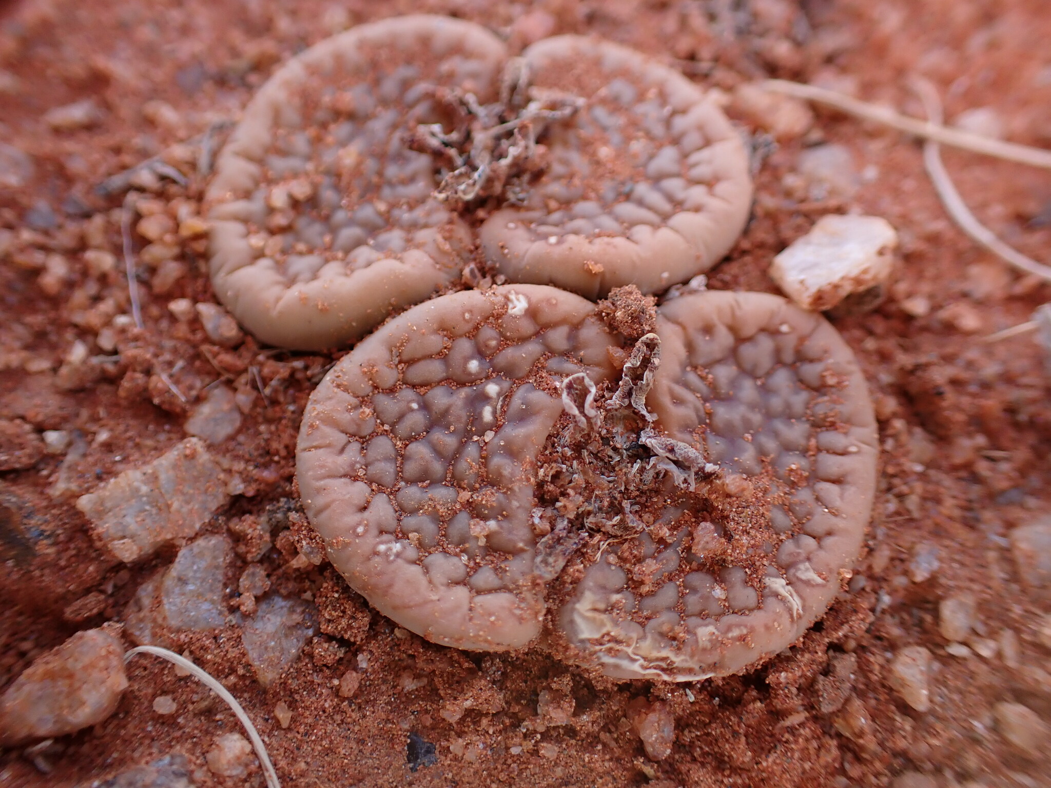Lithops N.E.Br.