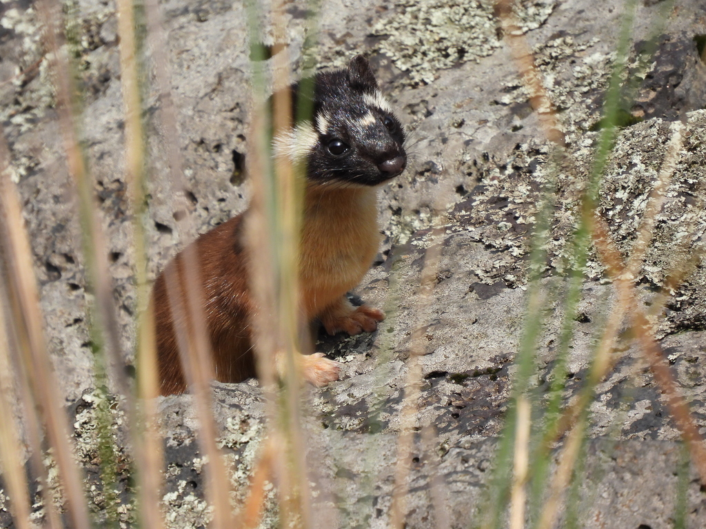 Long-tailed Weasel from Cd. de México, México on May 21, 2023 at 08:52 ...
