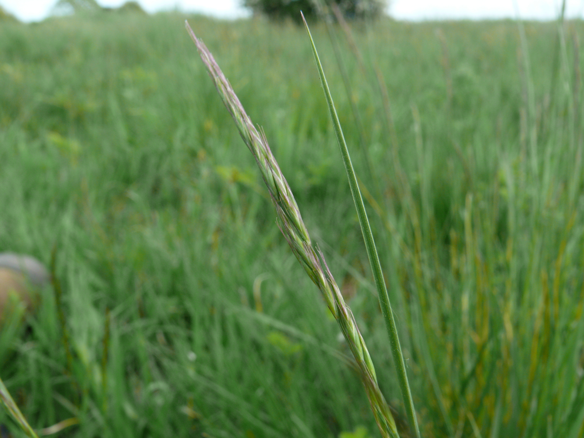 Festuca rubra L.
