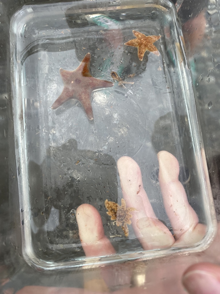 Sunflower Sea Star from Salish Sea, Cowichan Valley, BC, CA on May 21 ...