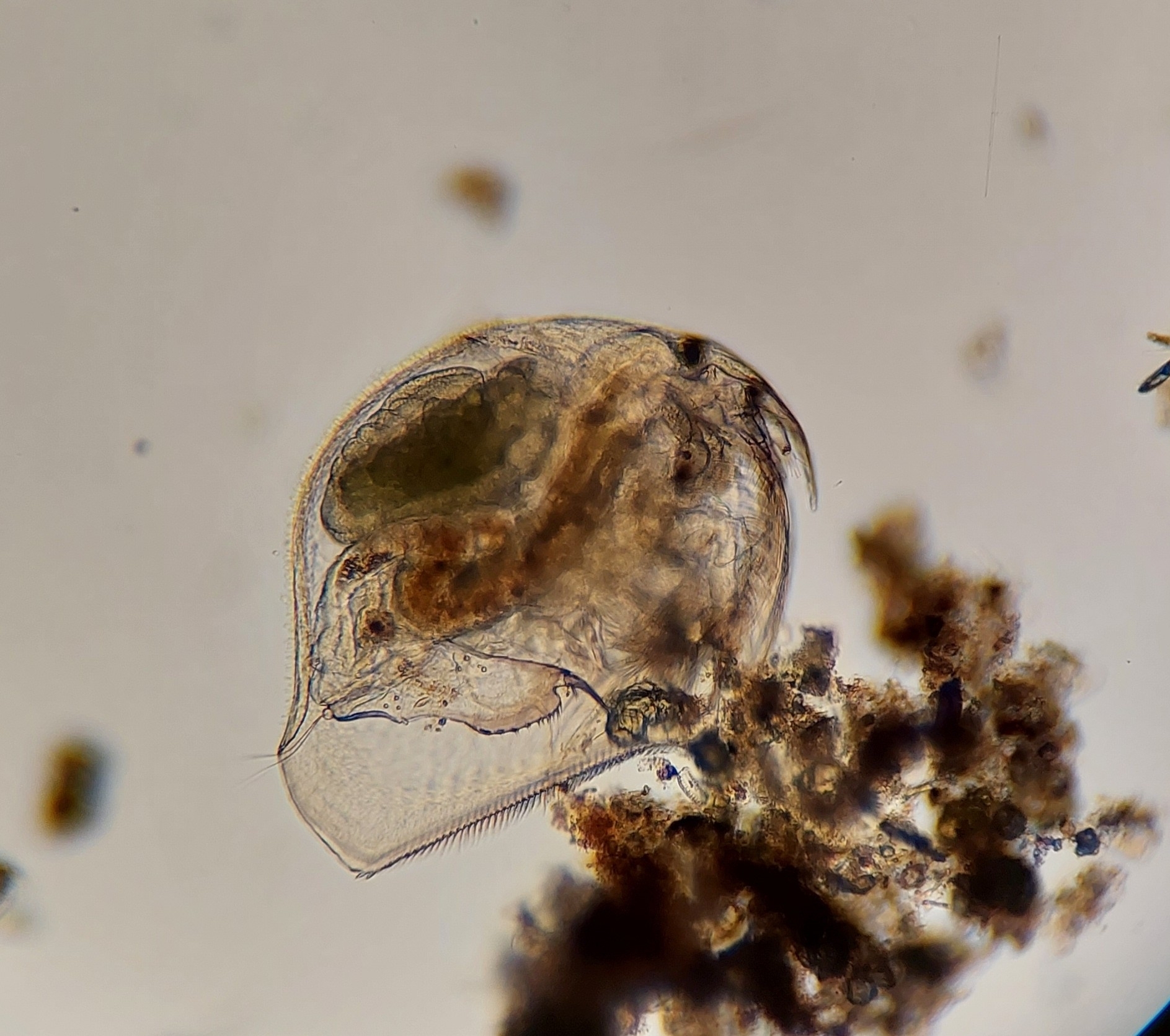 Pleuroxus aduncus (Jurine, 1820)