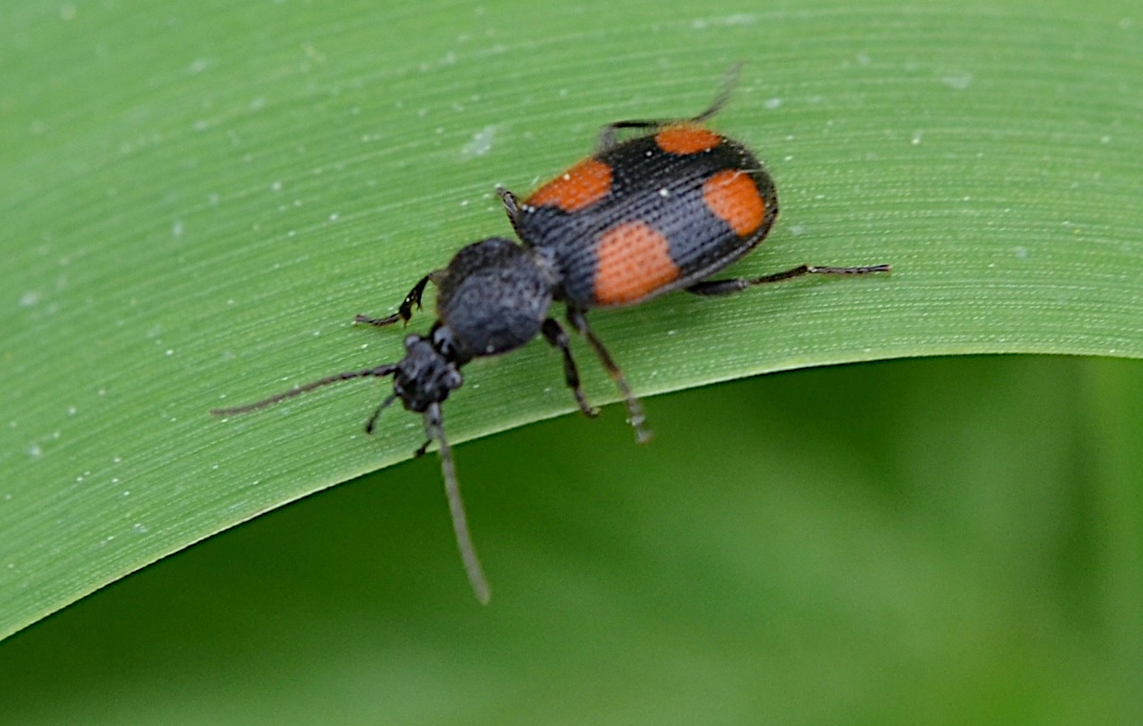 Panagaeus Latreille, 1802