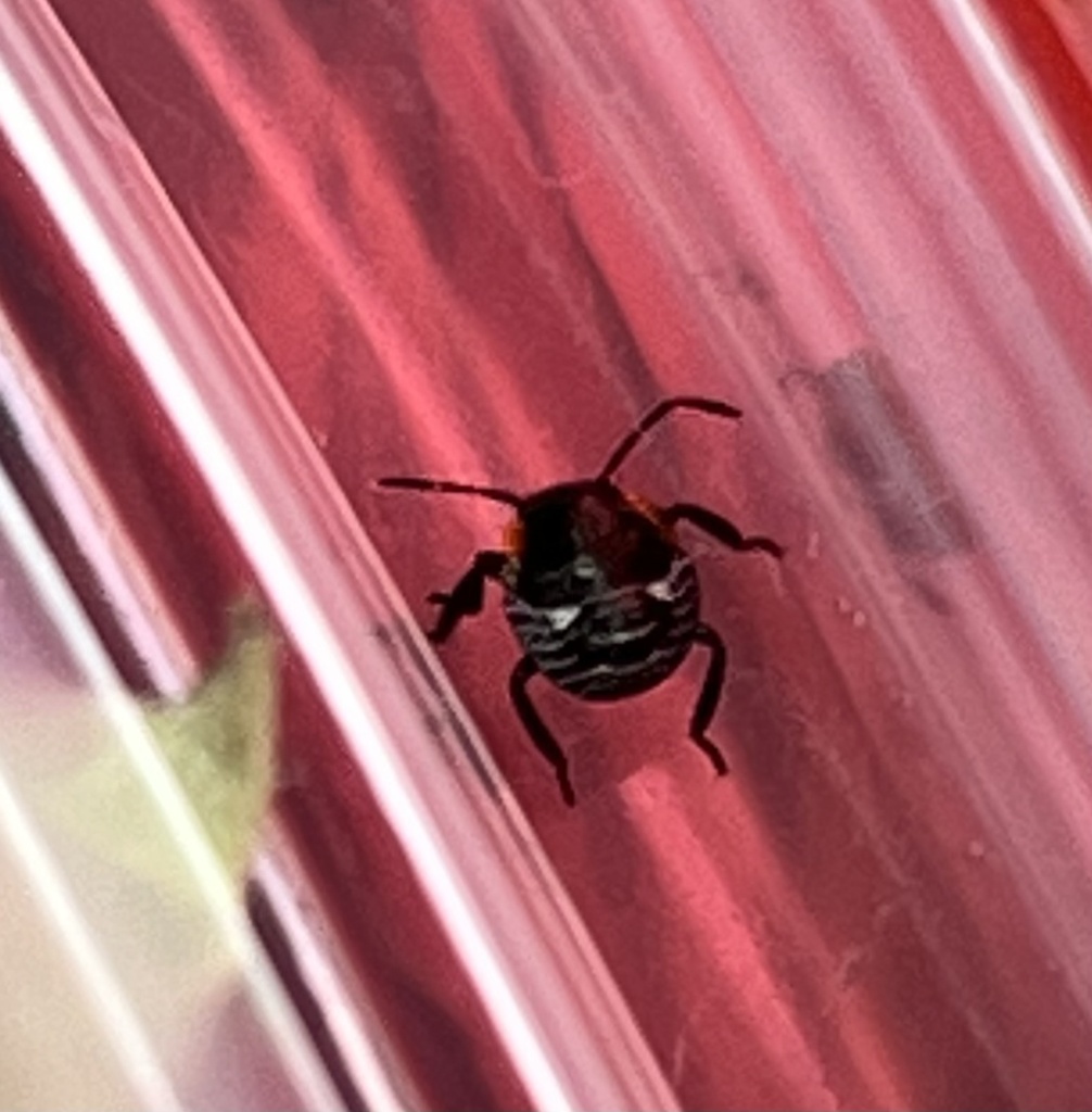 Green Stink Bug from FM-963, Burnet, TX, US on May 23, 2023 at 02:55 PM ...