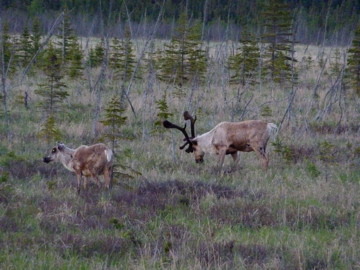 Photo 28255, (c) Matt Muir, some rights reserved (CC BY), uploaded by ...