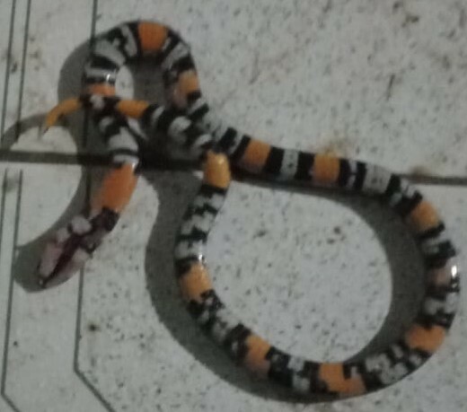 Atractus elaps (Günther, 1858)