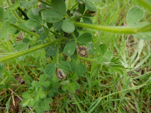 Agromyza johannae · iNaturalist United Kingdom